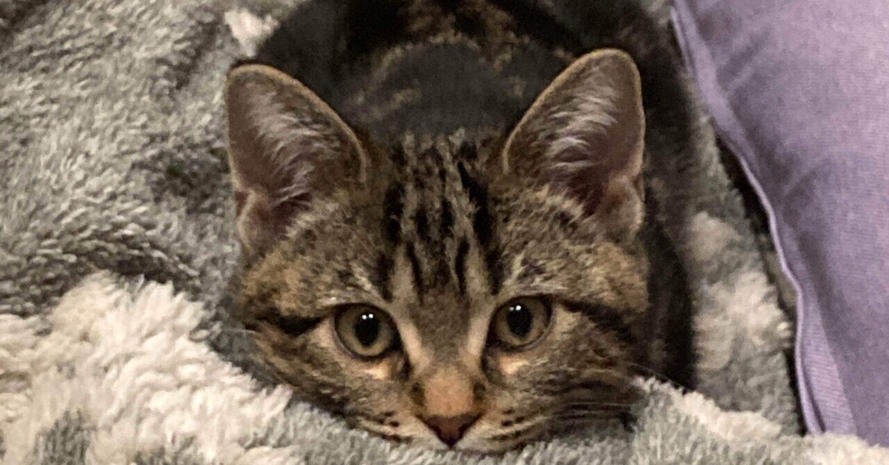 どっちか分からない猫｜あざらし