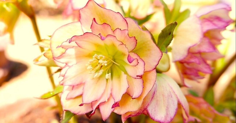 はなこHanako｜note