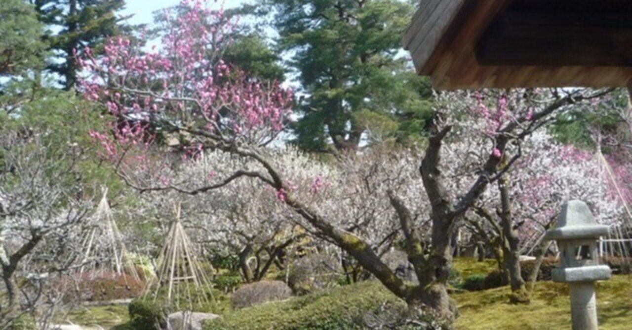 梅開花｜koichi sugihara