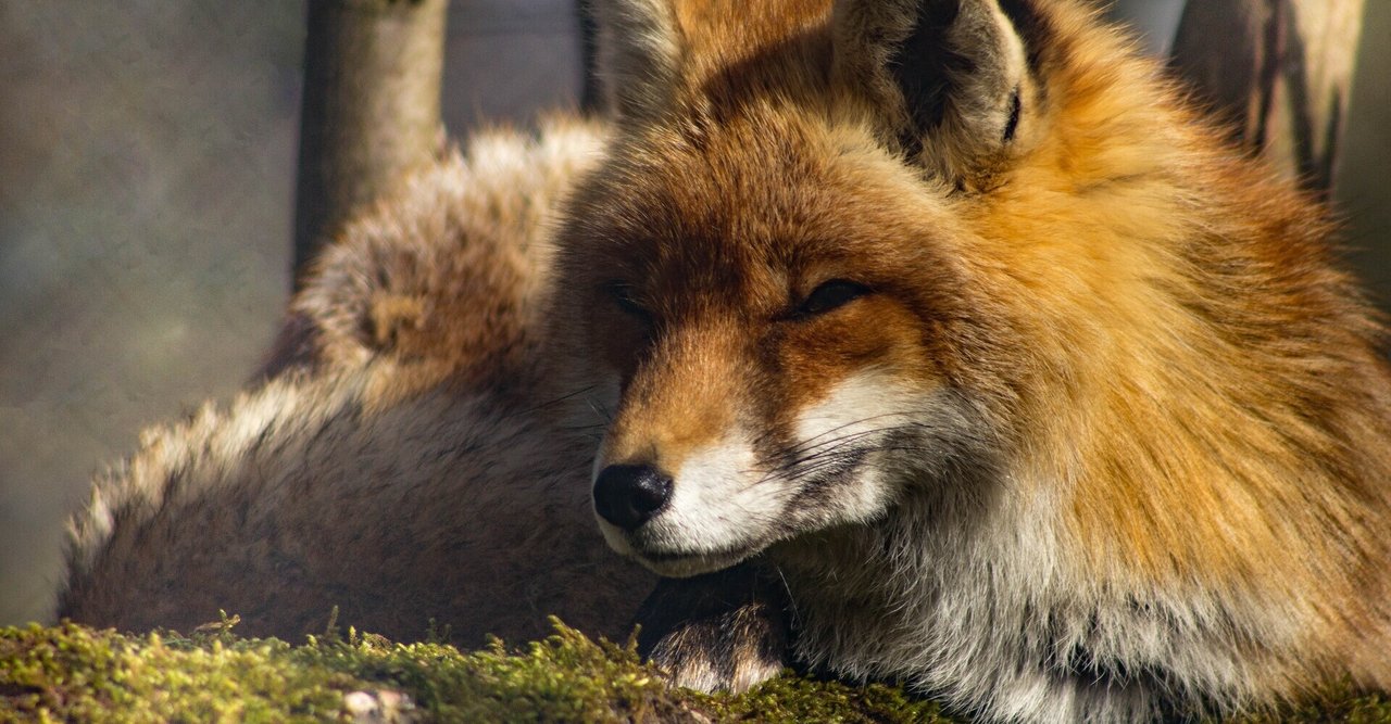 【NO.337】 絵と鎮静｜yes-zekira