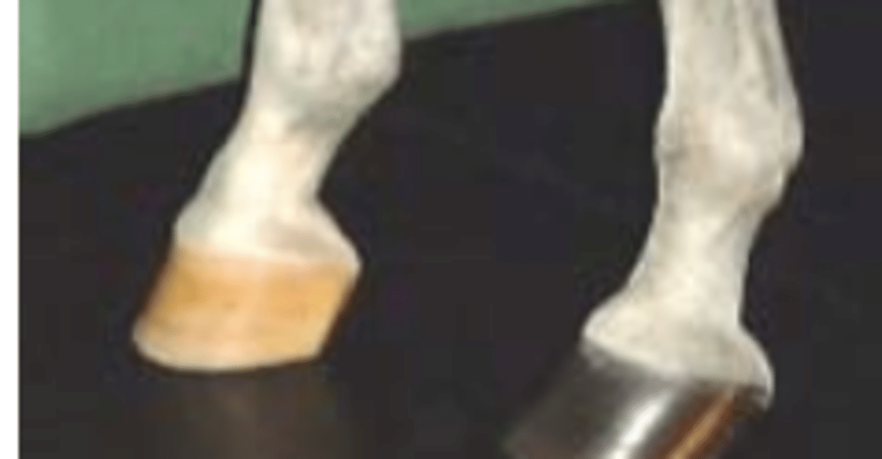 不同蹄になる原因｜miswaki