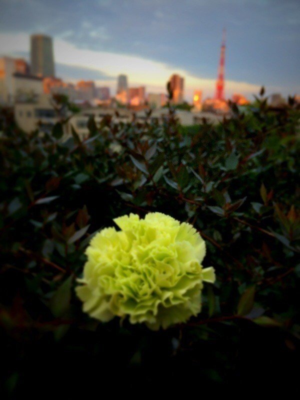 アルバムん｜Tsutsumi Toshihiro｜note