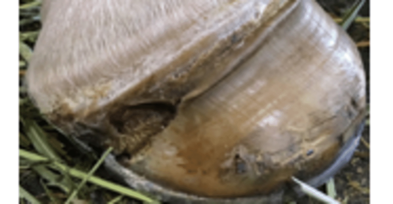 セレン過剰症と蹄葉炎｜miswaki