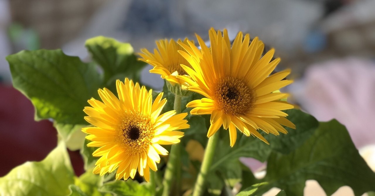 自分がやりたい事を行うという事｜miyuki_oku｜note