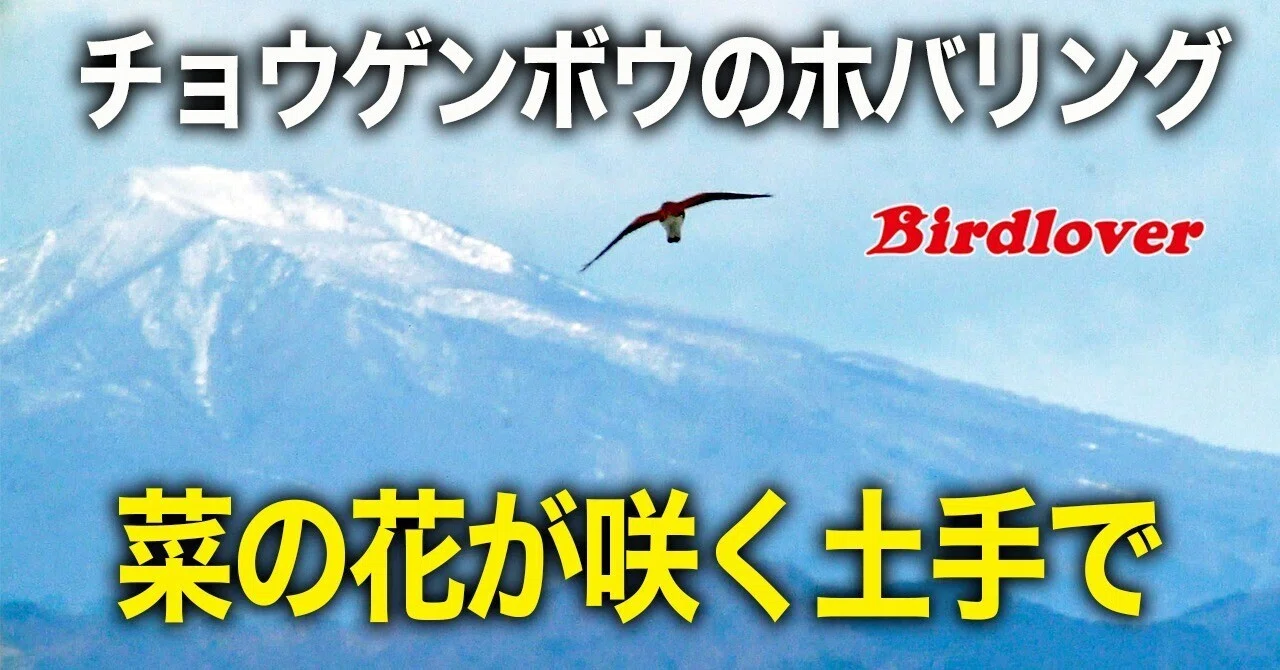 チョウゲンボウのホバリング｜Birdlover