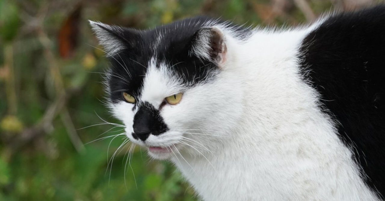 今日の猫写真｜Chacoder