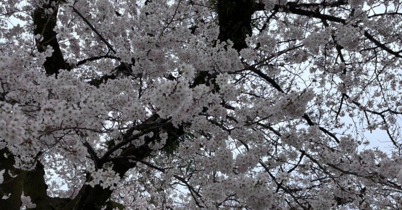 桜のこと｜J M Chieko