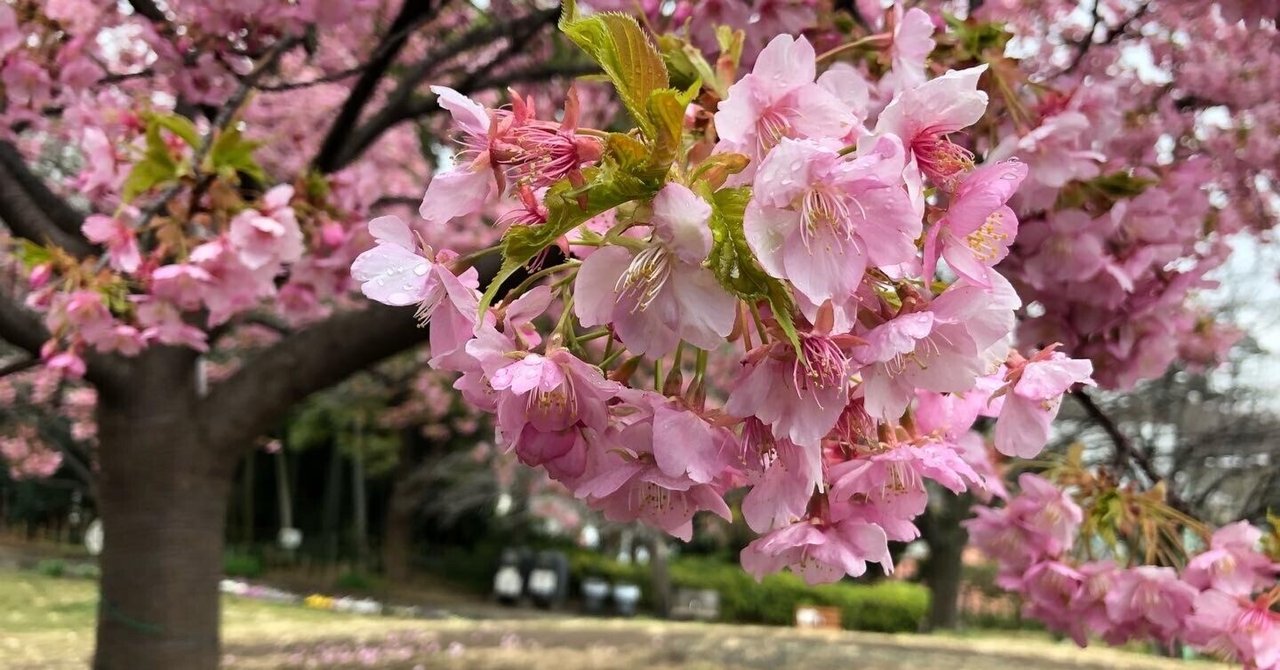 [代官山] SAKURA_Hopping ｜D-RASHISA