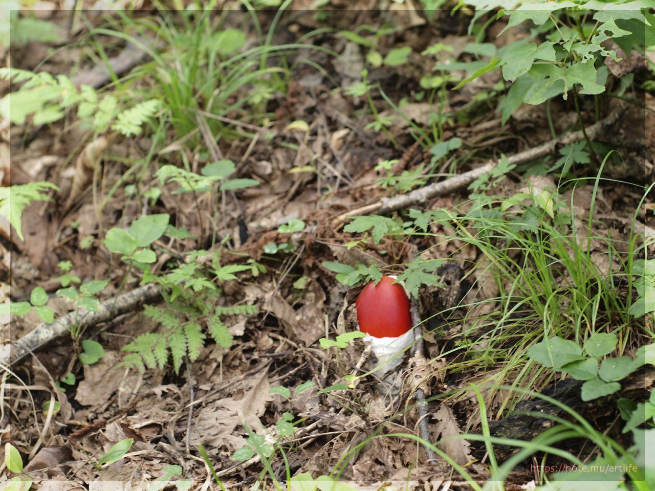 【森の木陰】https://note.mu/artlife/n/n5f49c5e71eb9 森の中で赤い卵発見！ この写真は鑑賞用です。 食毒不明のため食べられるかどうかの判断に用いないように ...