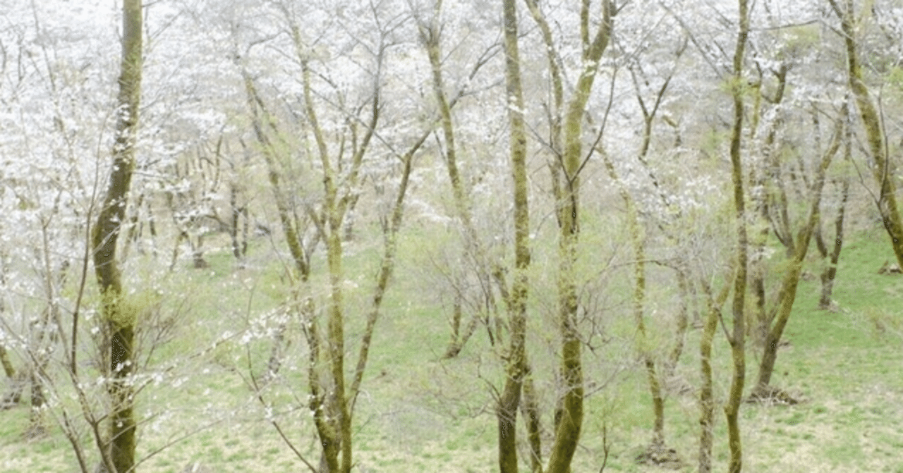 ピラミッド型？or ネットワーク型？｜楠瀬 啓介 KUSUNOSE Keisuke