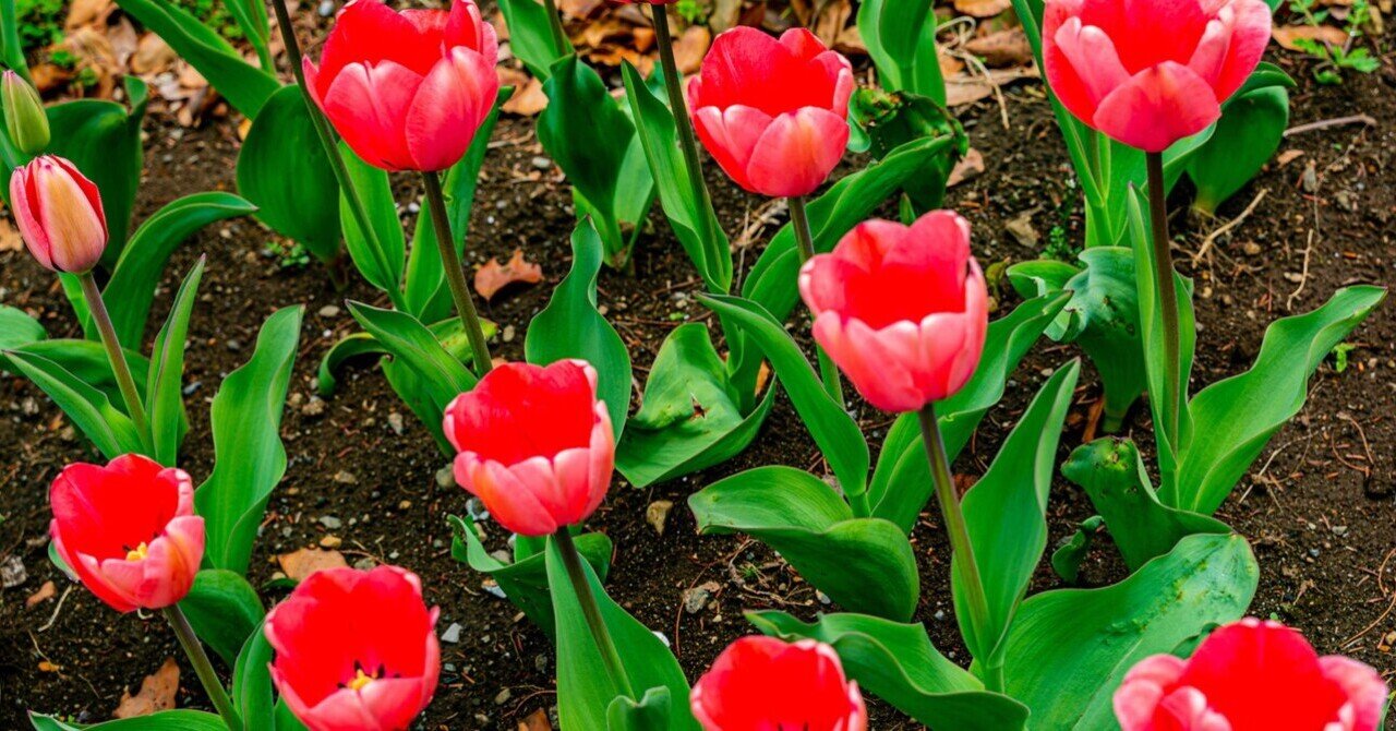 価格が決める価値｜lain jing｜note