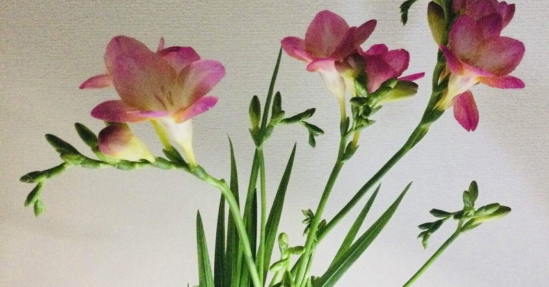 フリージアについて｜ictm｜note