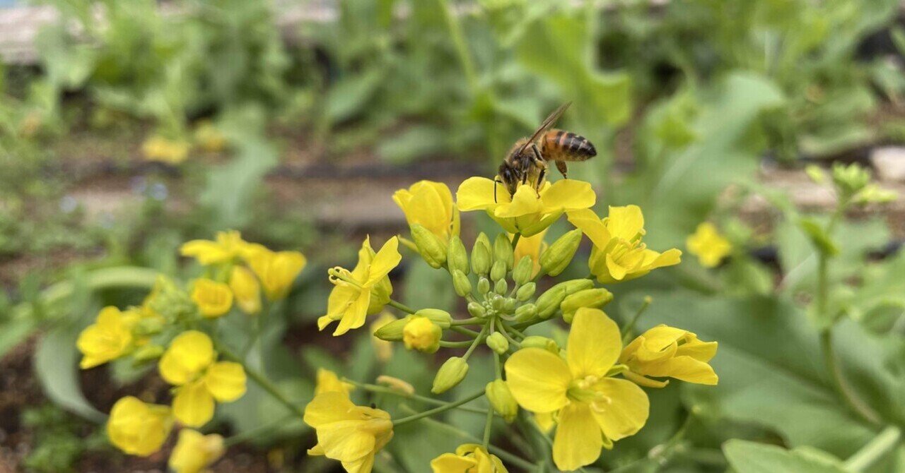 私の欲のせいで…【養蜂生活348日目】｜yabusan（823）