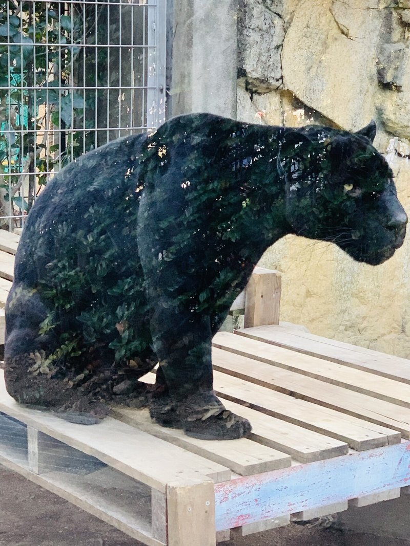 森の狩人〜未知なる世界へ跳べ〜｜心音 ／COCONE｜note