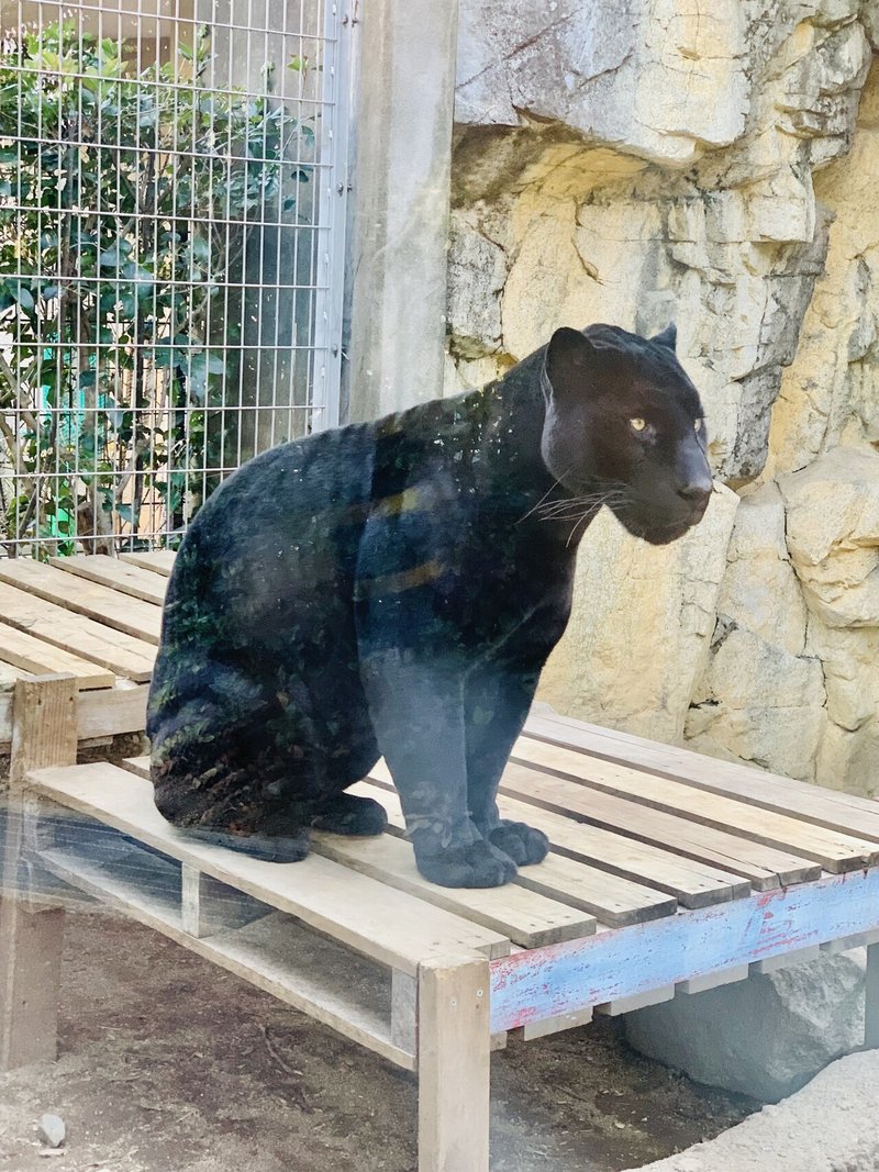 森の狩人〜未知なる世界へ跳べ〜｜心音 ／COCONE｜note