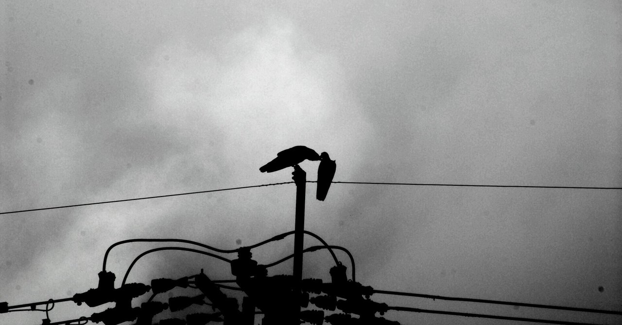 つがいのカラス｜38gi.ryu