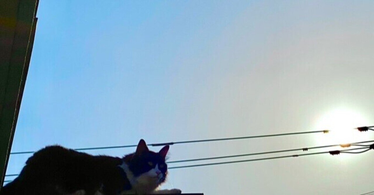 朝ニャン｜TresMe@Keisuke｜note