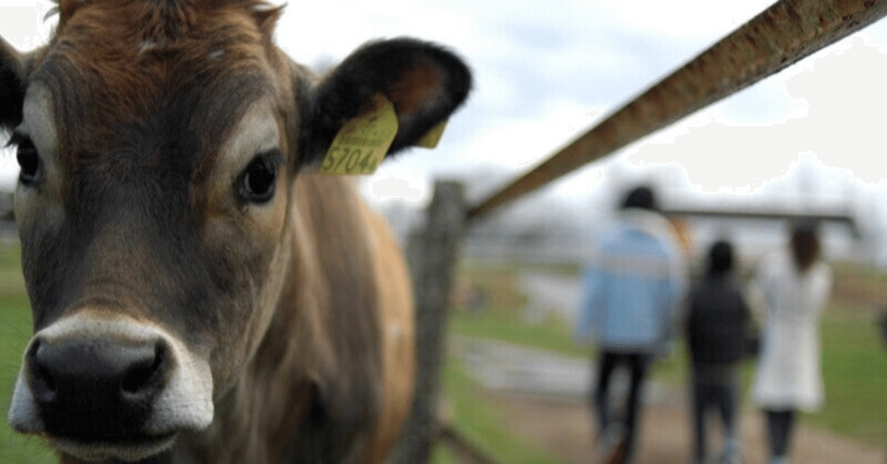 心で動く。僕が酪農に何が出来るのか。｜taichi imamura｜note