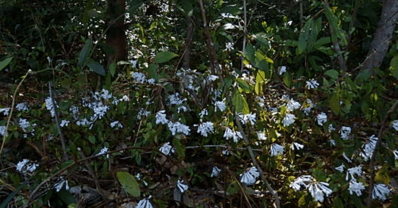 すみっこぐらし｜simasima