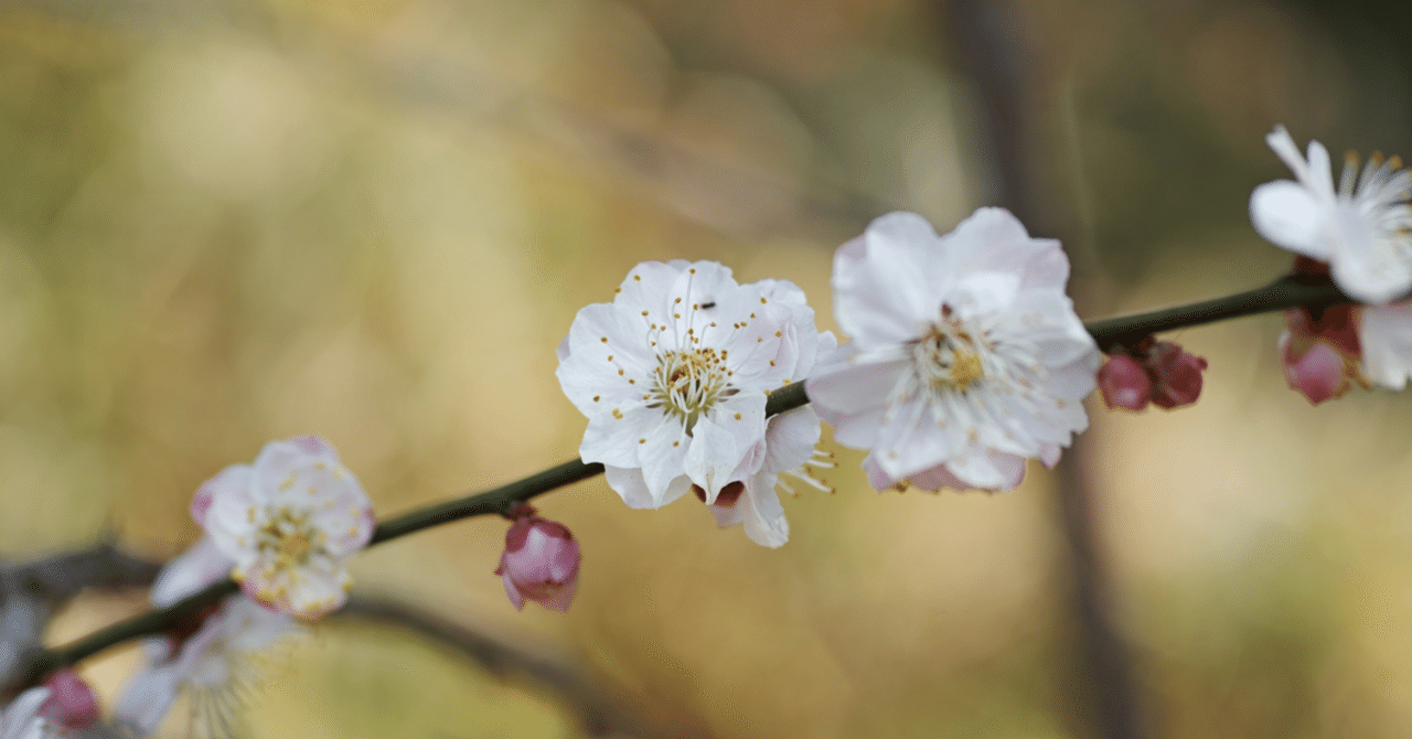 最近どハマりしてる2つ。｜RYOTA RAYSQUALL