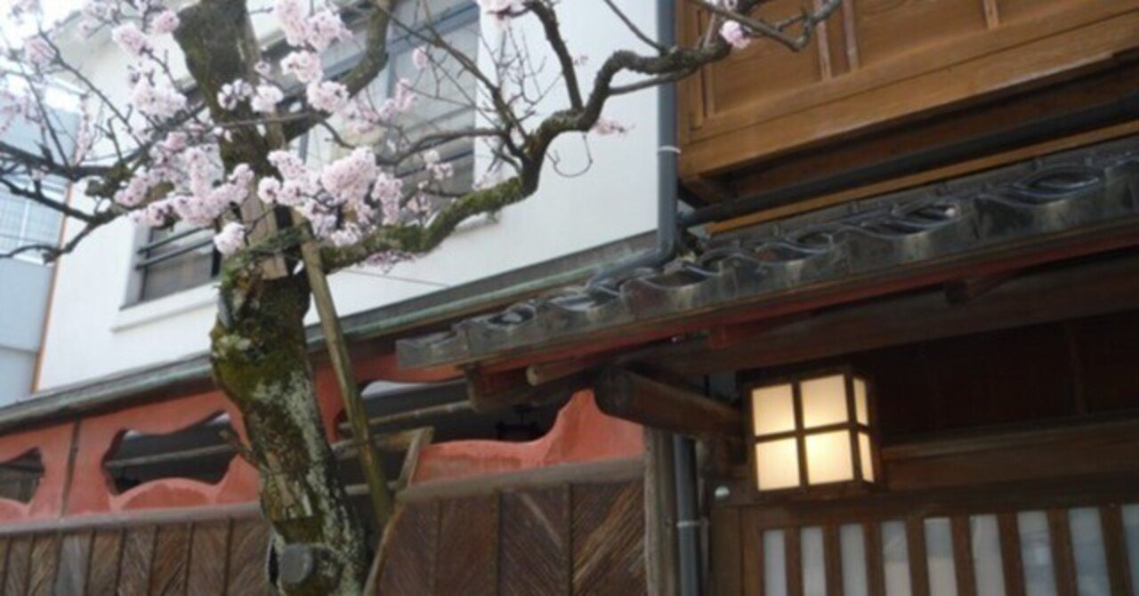 杏の花が満開です｜koichi sugihara