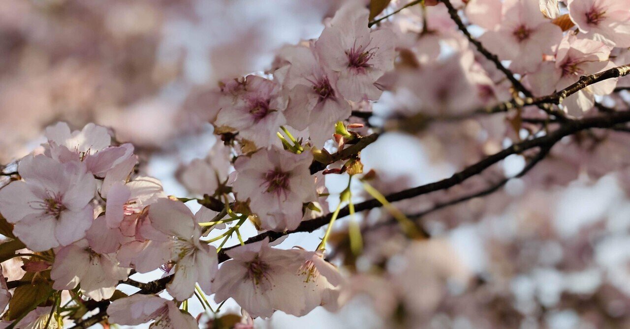 桜｜Rinco｜note