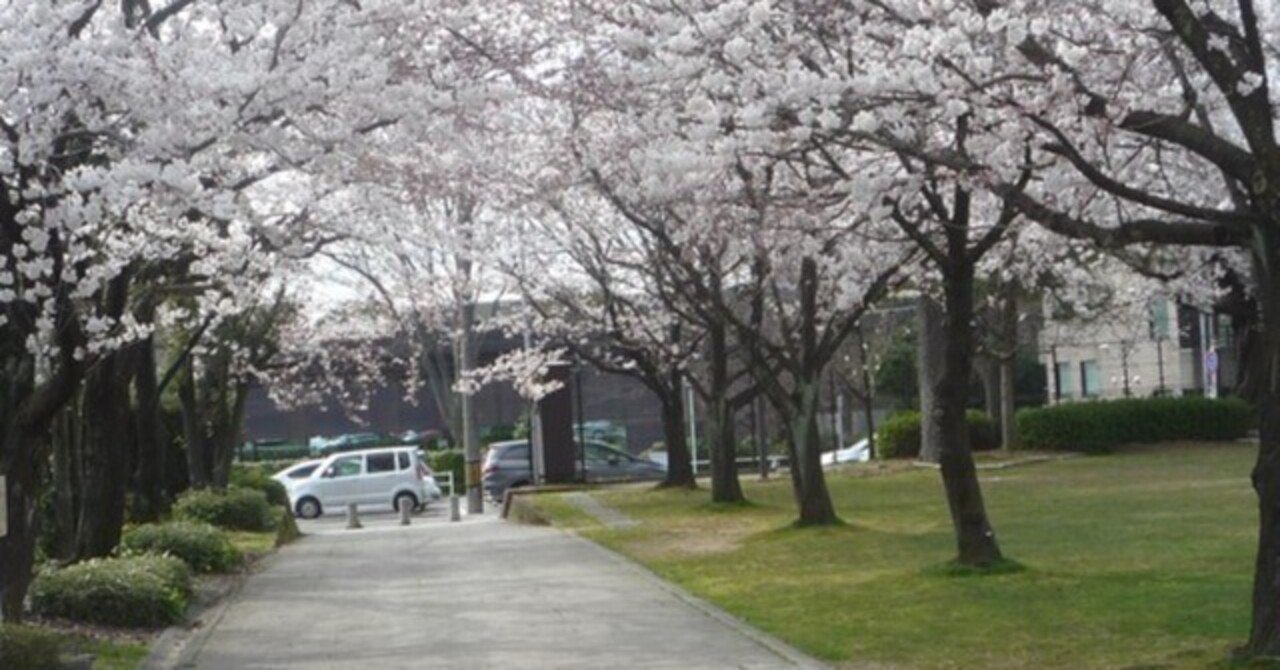 桜の花がきれいです｜koichi sugihara｜note