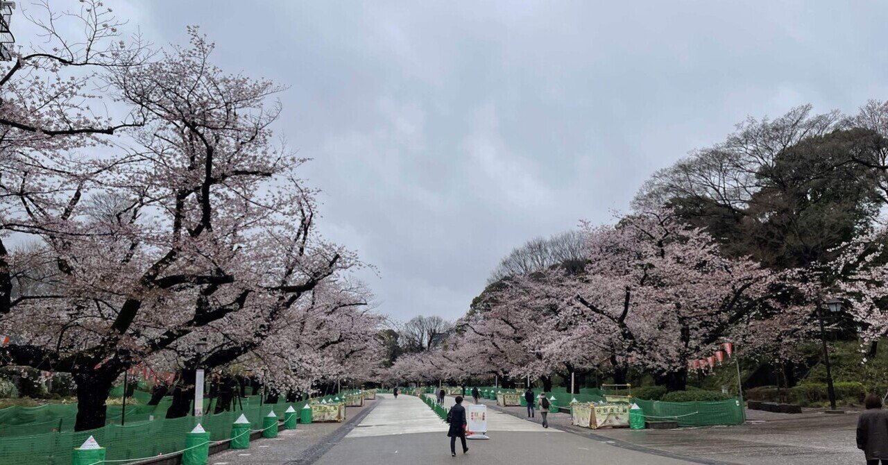 上野の桜【養蜂生活353日目】｜yabusan（823）