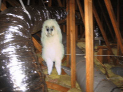 【SCP紹介】SCP図鑑【シンプルisベスト】｜さかずき