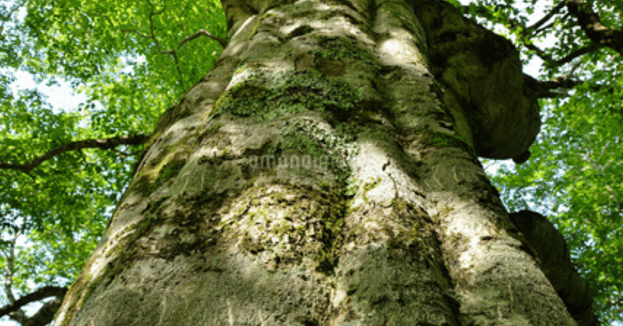 私が目指すは“木”｜Miss Harue @ギュンギュン奇跡Diary｜note