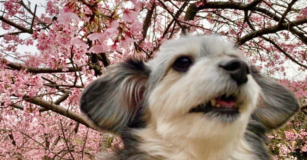 桜もうすぐ終わり｜MERUmi