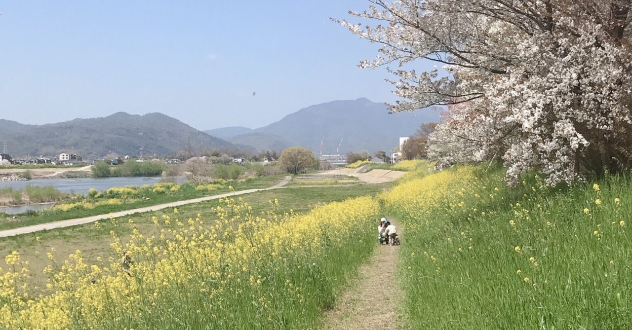 桜並木と菜の花のコラボ♪｜ KAZUKO ｜note