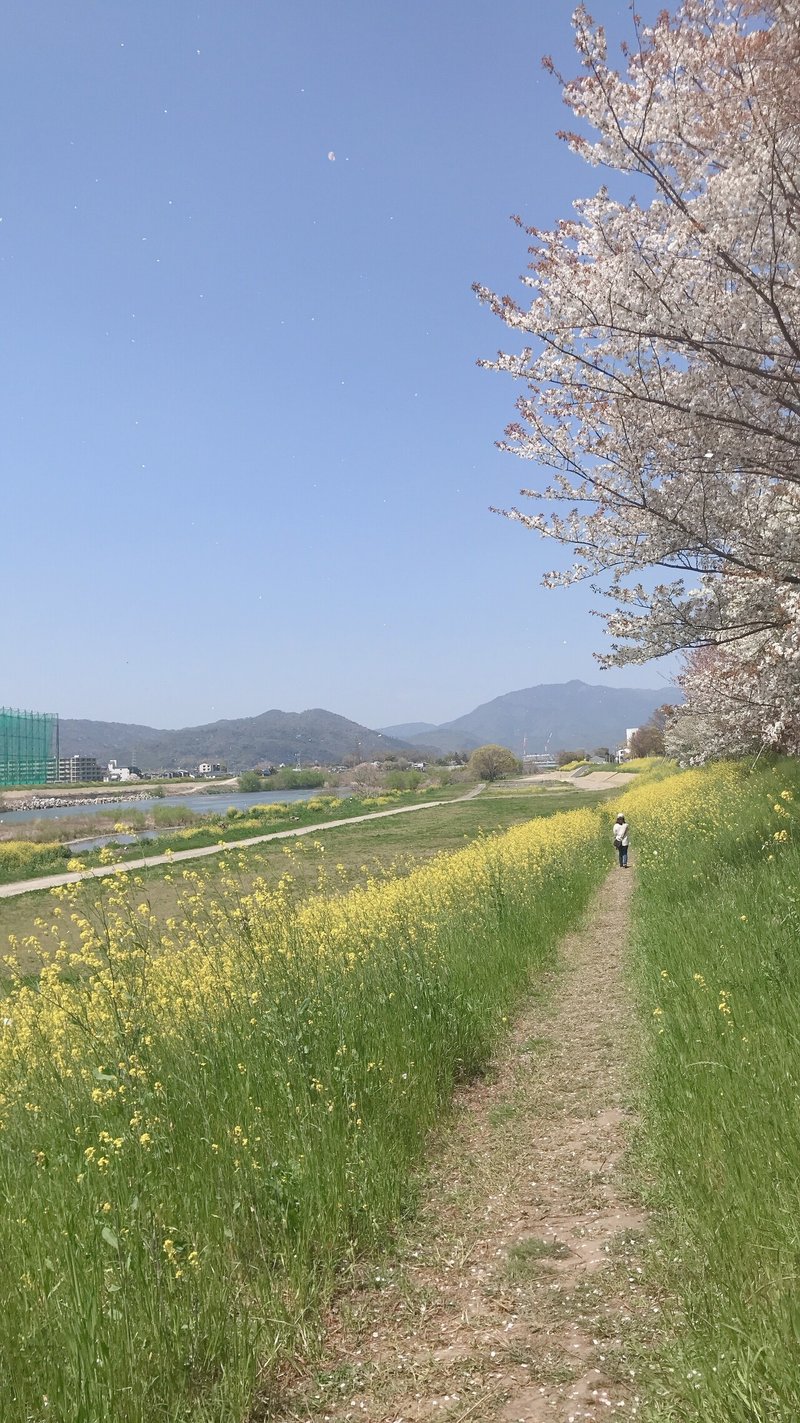 桜並木と菜の花のコラボ♪｜ KAZUKO ｜note