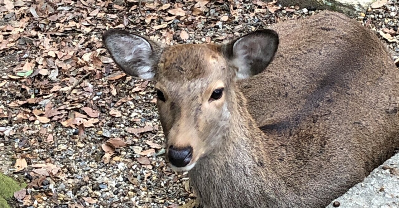 🦌436 考えても考えても答えが出ないんです？｜さわもとひでのぶ｜note