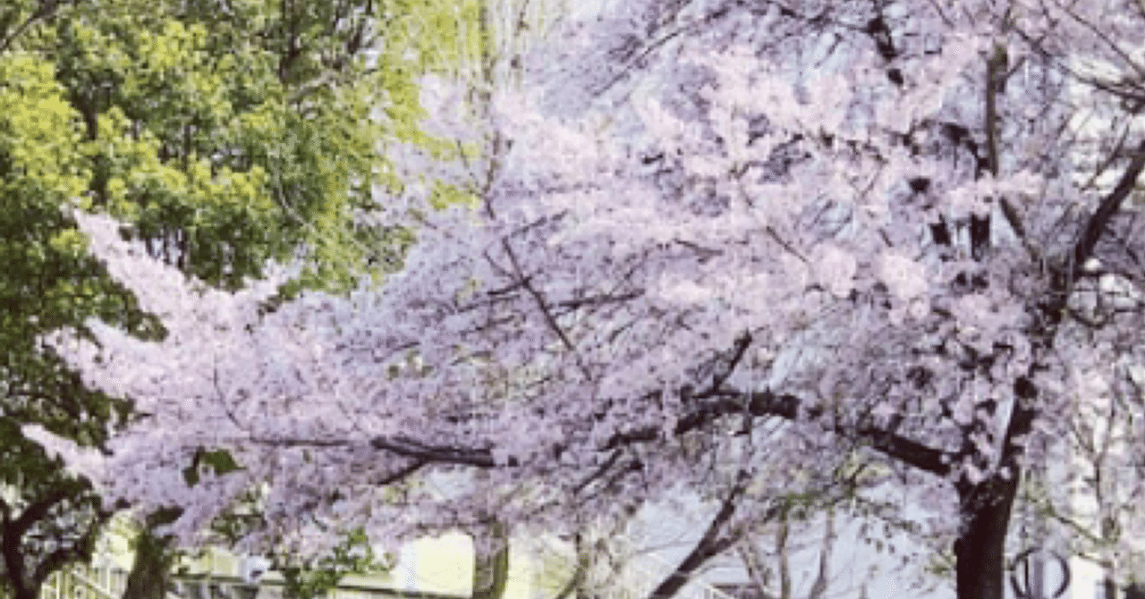 春爛漫｜akki｜note