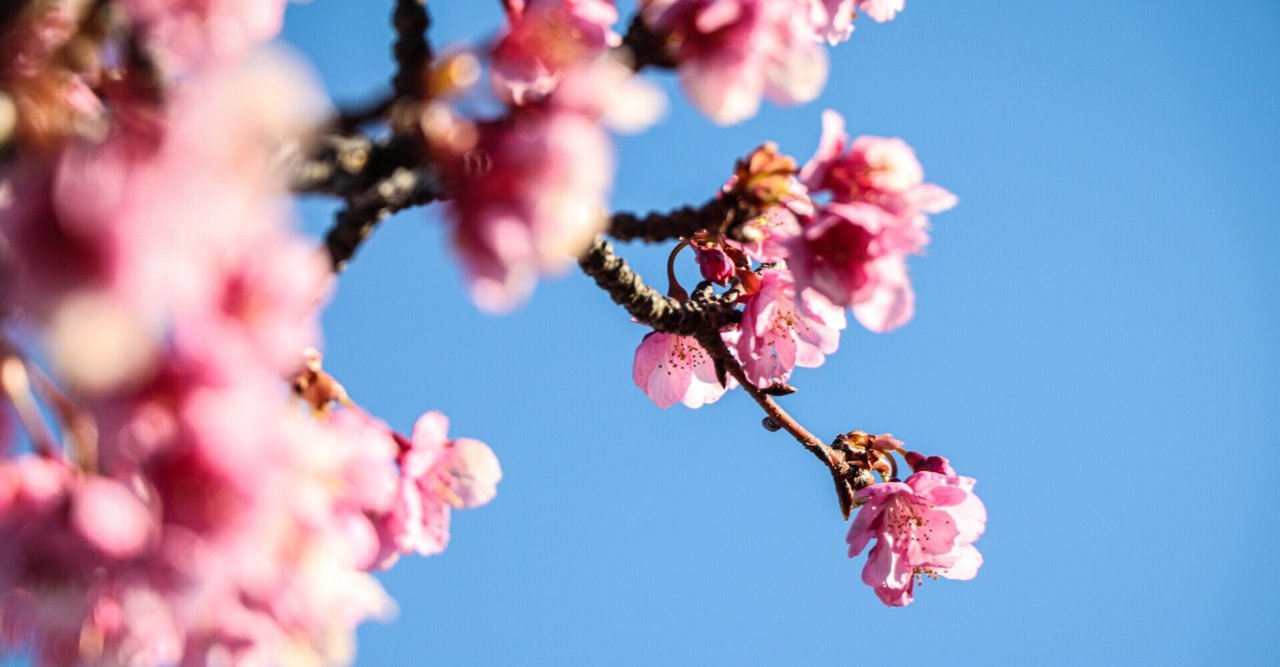 新｜岩本大吾 / Iwamoto Daigo