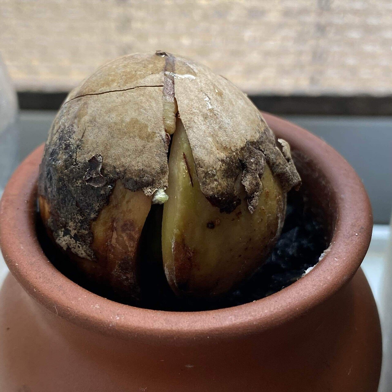 好きな植物。｜goma_study｜note