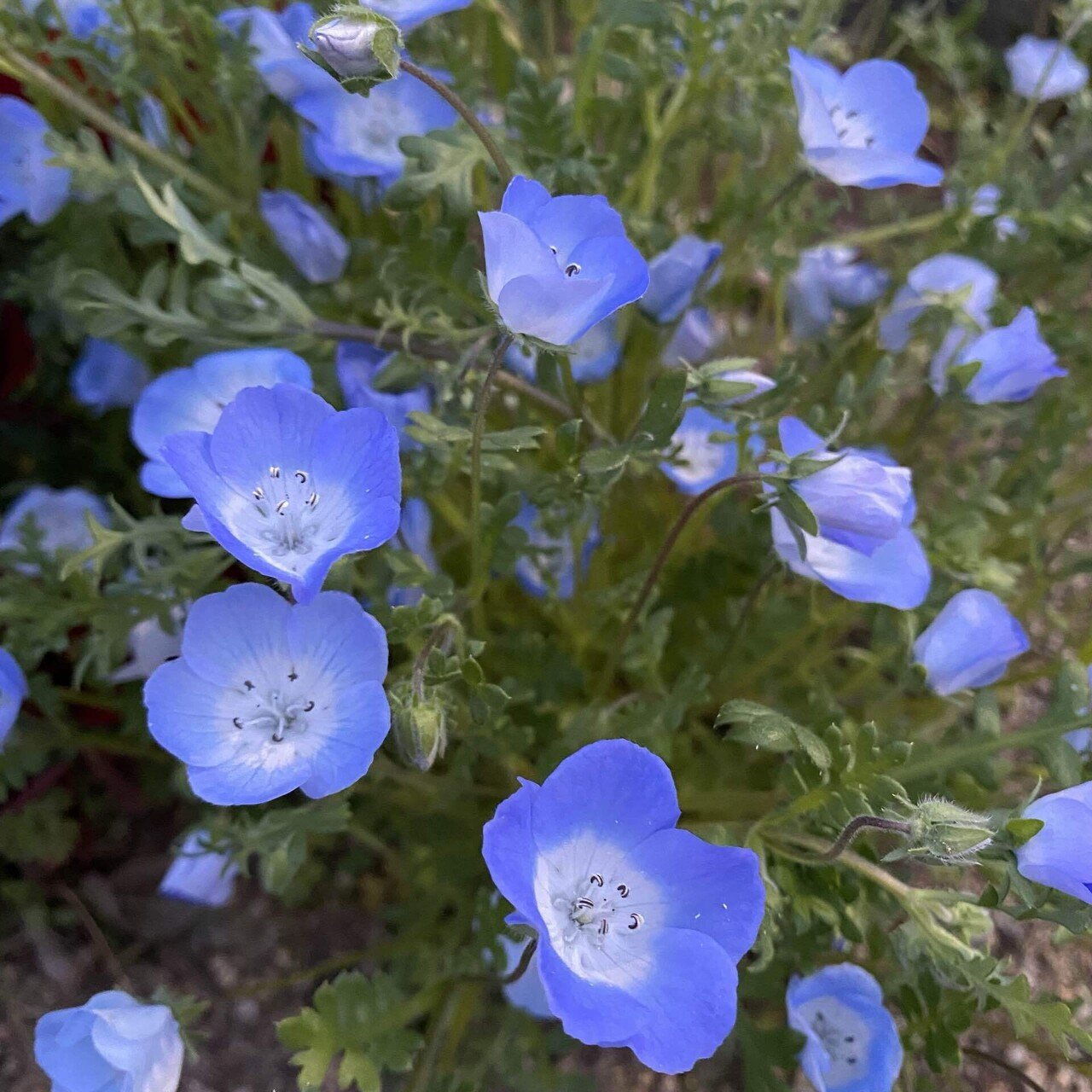 好きな植物。｜goma_study｜note