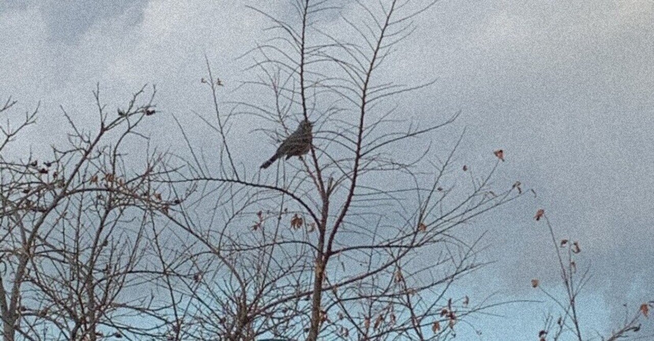 私のこれからについて｜pippi｜note