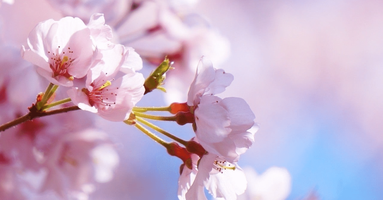 春を探しに｜Ayaka Okata｜note