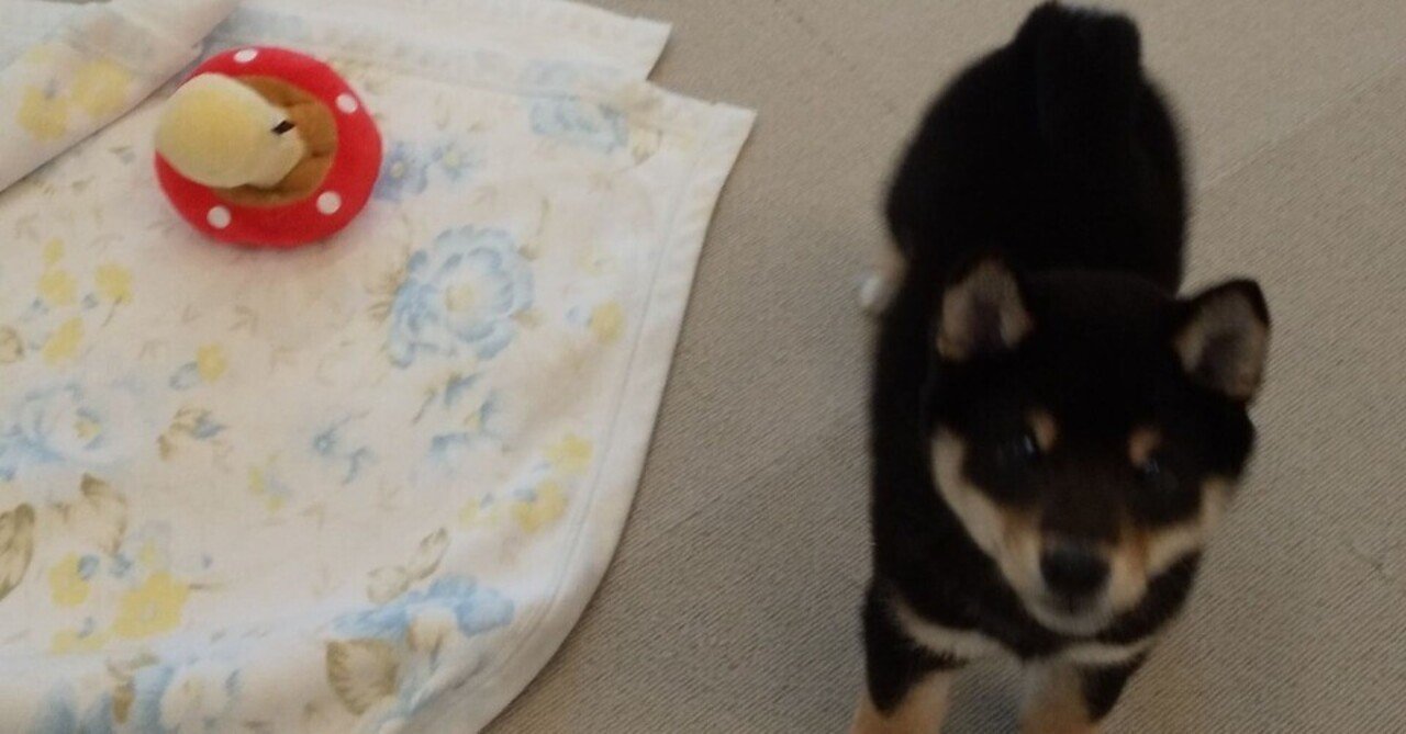 #058 あれよあれよとペット系YouTuber?｜Tomomi Nonaka/ 野中友美｜note