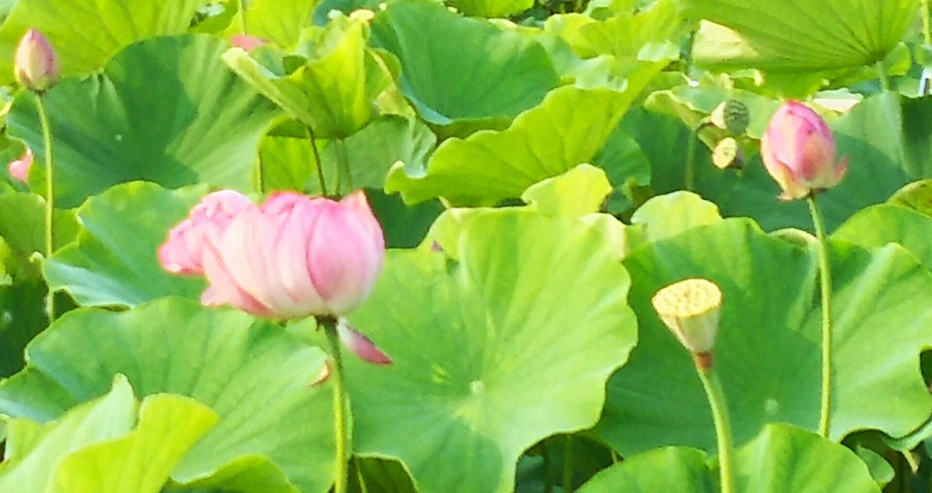 jasmine｜note
