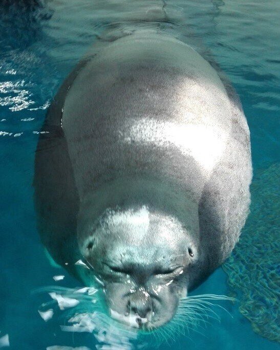 【SCP紹介】SCP図鑑【シンプルisベスト】｜さかずき