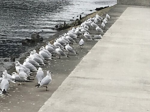 【SCP紹介】SCP図鑑【シンプルisベスト】｜さかずき