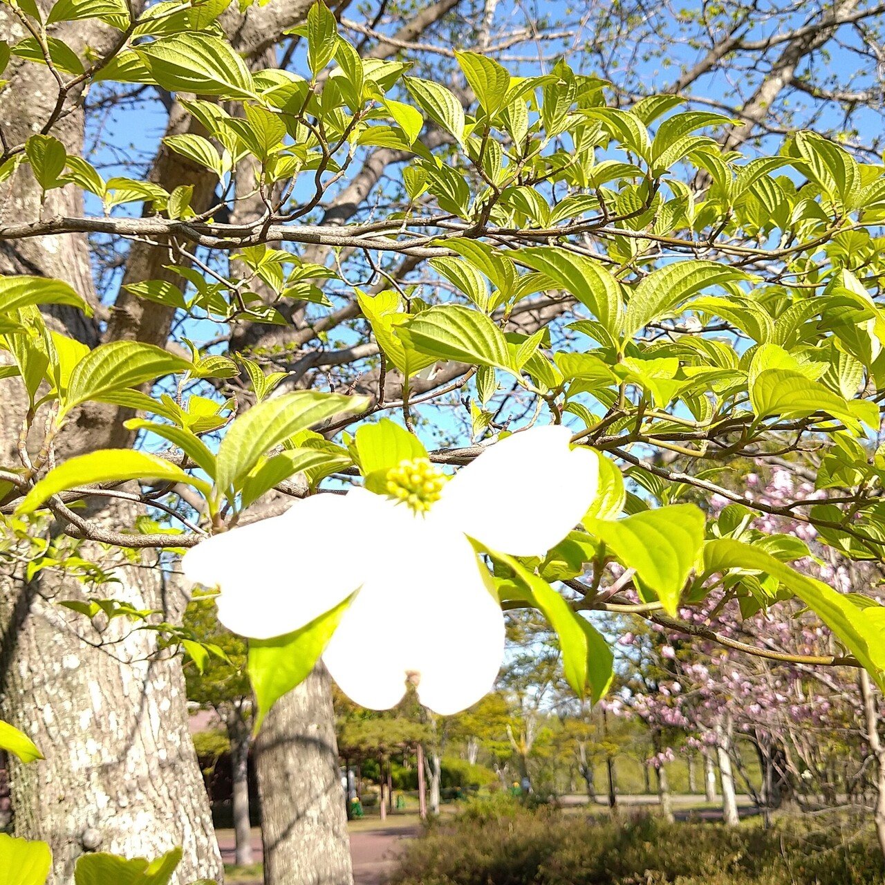 桜の後に🌸🍃 2022年4月19日｜りんだ🎹stand.fm公式パートナーSPP