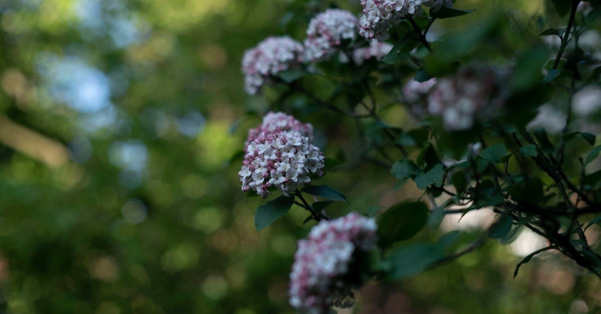 ひさしぶりAi NIKKOR 55mm F1.2|marco.murata ひさしぶりAi NIKKOR 55mm F1.2|marco.murata