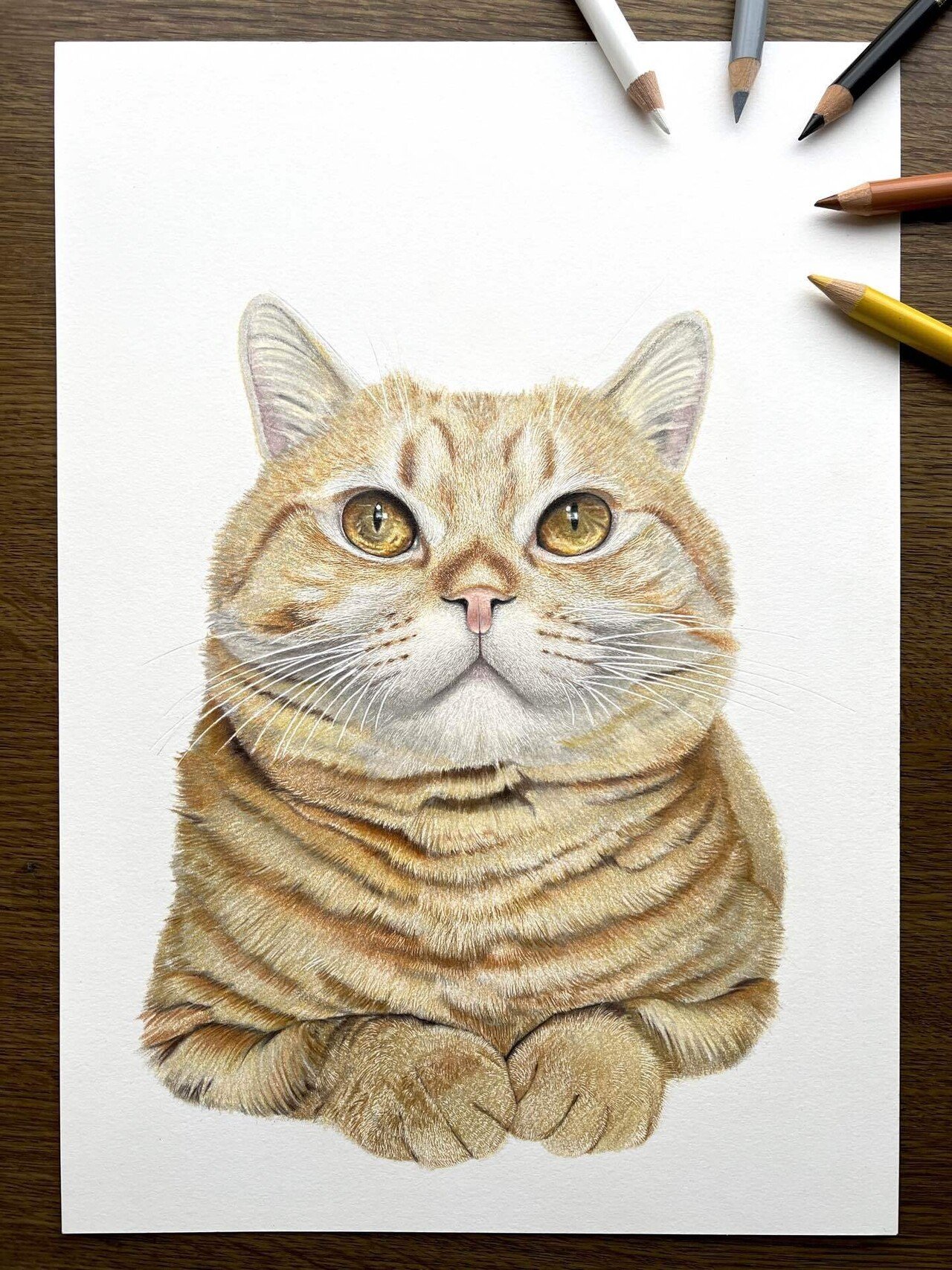 ネコ｜安部祐一朗 Yuichiro Abe