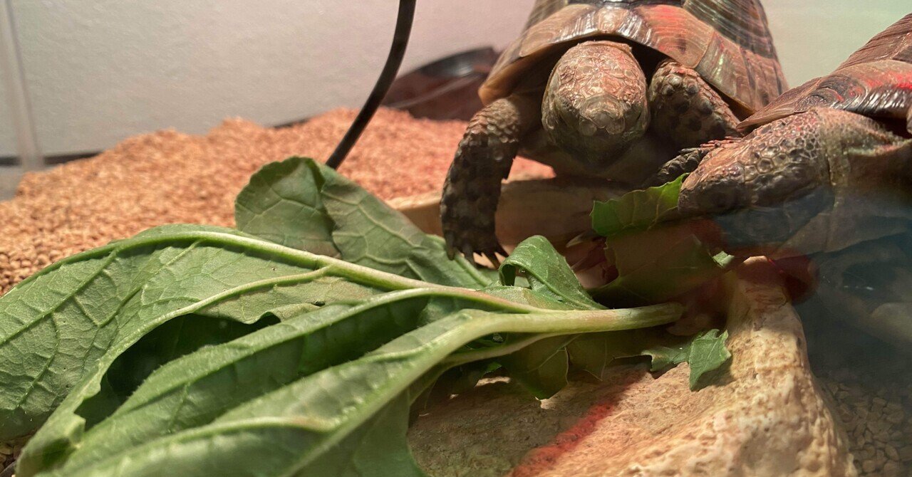 アクアリウムとギリシャリクガメ1｜takashi hamano｜note