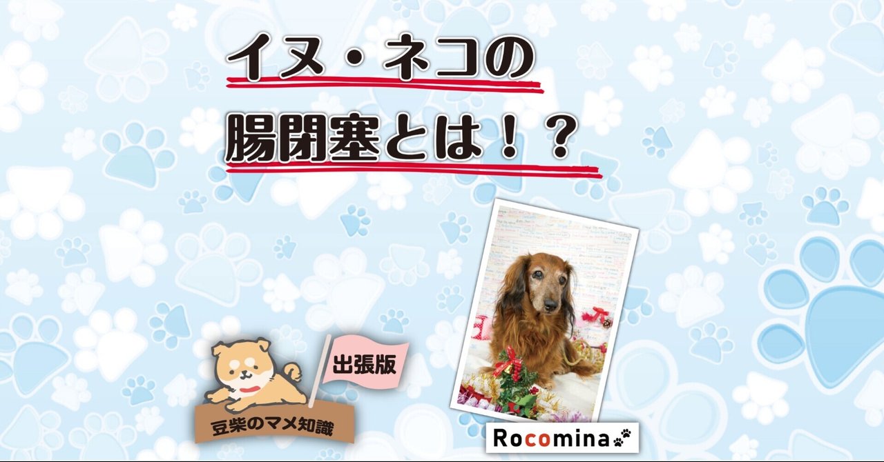 イヌ・ネコの腸閉塞とは！？｜hiroaki sado｜note