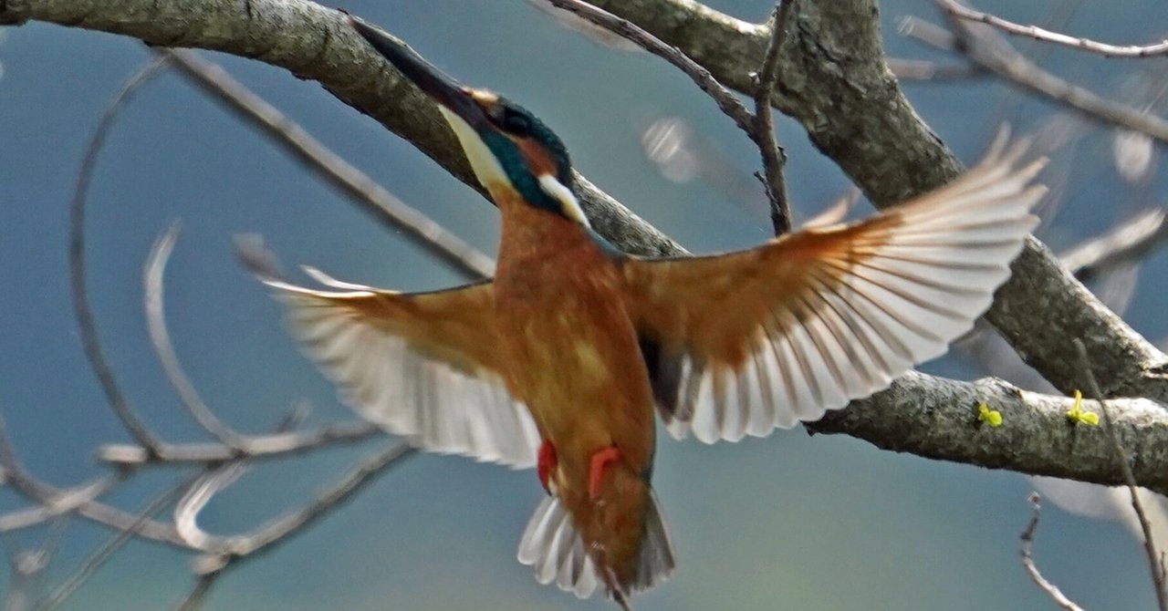 ALGO ARTIS プログラミングコンテスト2022(AHC010）参戦記｜Chacoder｜note